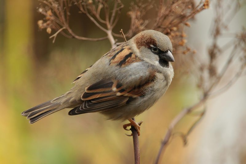 13 Invasive Bird Species Spreading Across The Americas