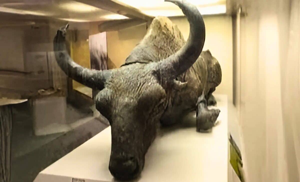 A 50,000-Year-Old Bison Emerged From Ice—And Ended Up in a Stew on ...