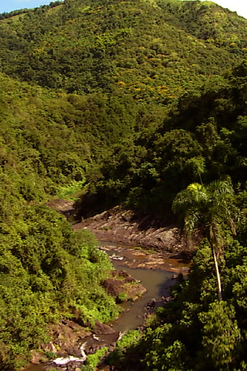 La realeza de la selva: Explorando el poderoso reino de Yuquiyu