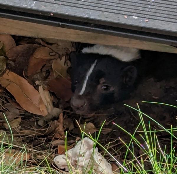 Appeal after SKUNK was found in garden near Peterborough