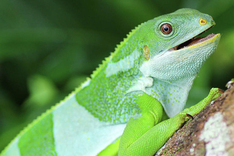 Iguanas from California possibly 'rafted' all the way to Fiji ...
