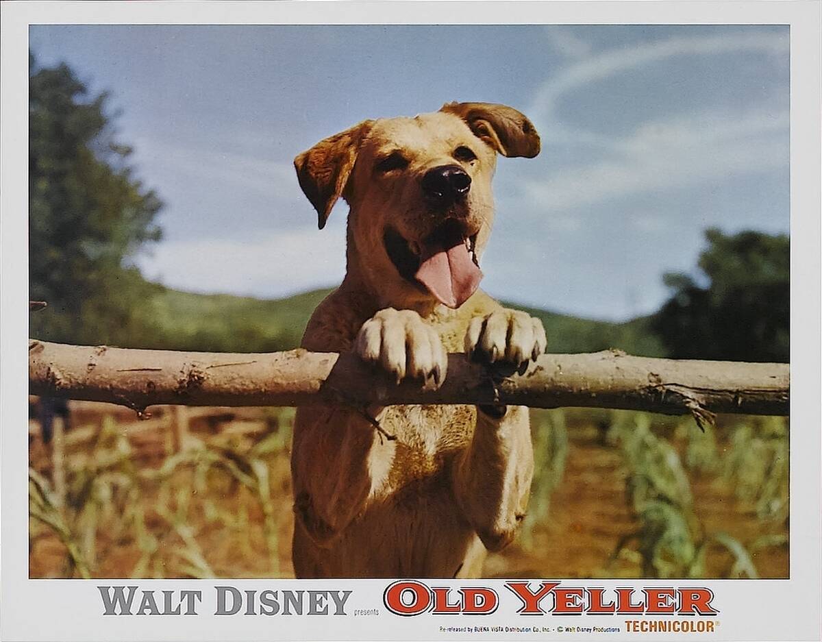 19 Memorable animal actors who left their mark on Hollywood