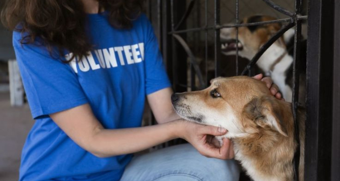 Top Places in Pune Rescuing and Caring for Stray Animals