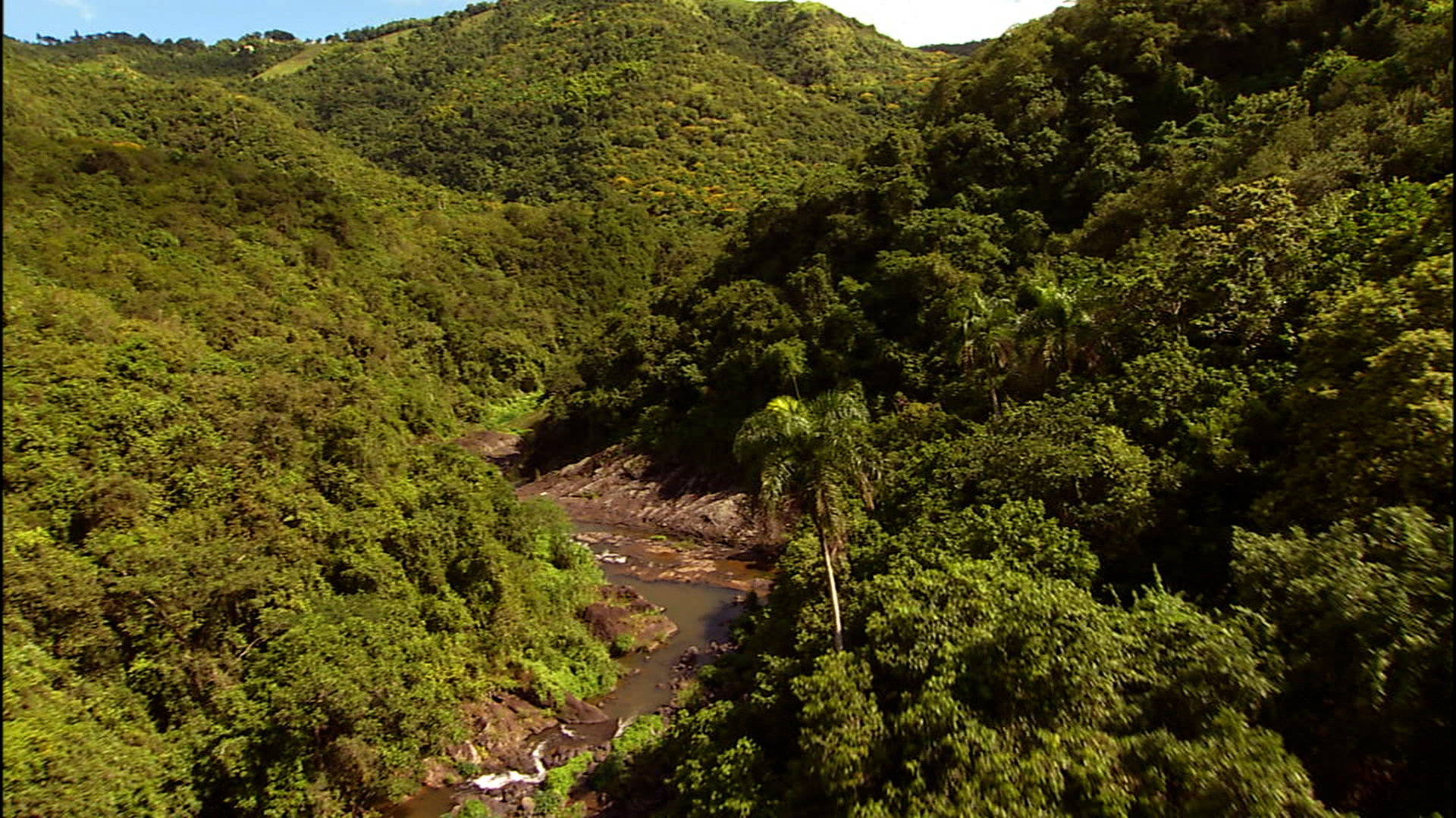 Rainforest Royalty: Exploring The Mighty Realm Of Yuquiyu