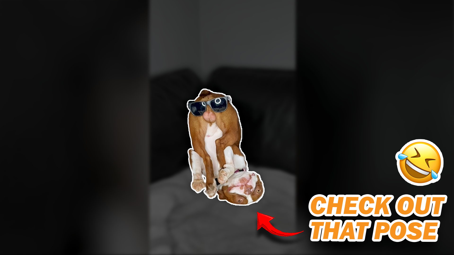 Compilation of Funny Animal Clips