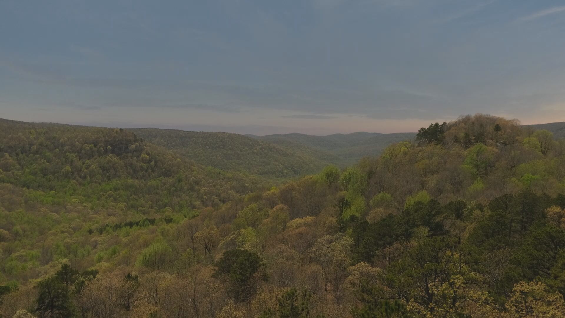 Hunters kill bear believed to have attacked and killed Springfield man ...