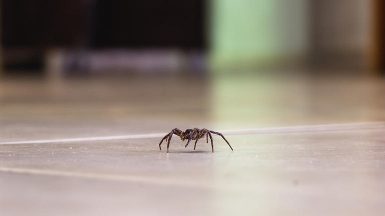 Cobwebs vs spider webs: The key difference you need to know