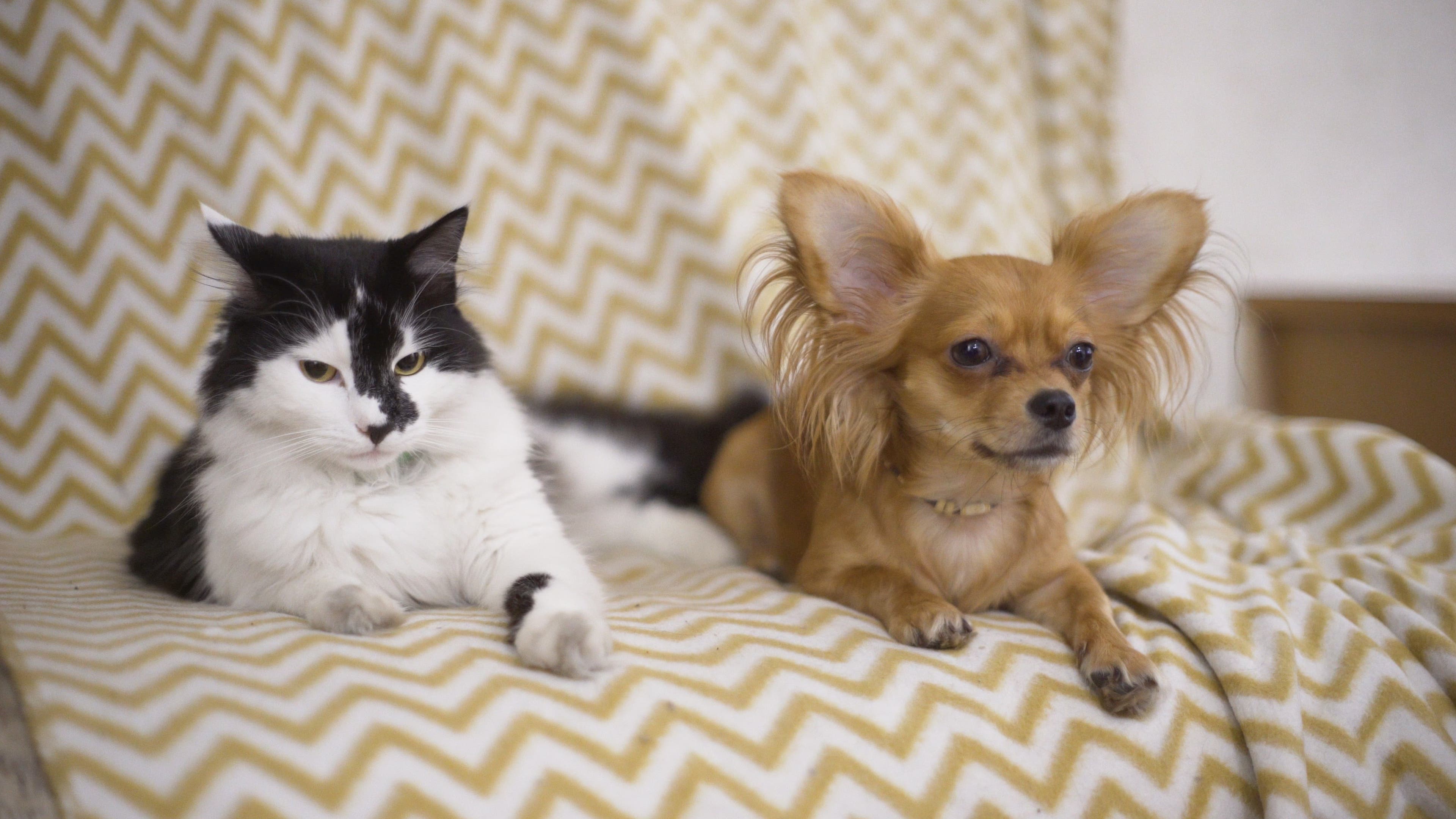 Cat raised by Chihuahua, internet obsessed with result: “Wrong body”