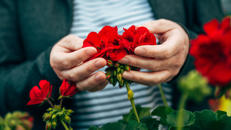 The 15 Best Red Plants To Plant In Fall For A Garden Full Of Color