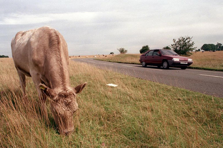 Cow killed in hit-and-run crash