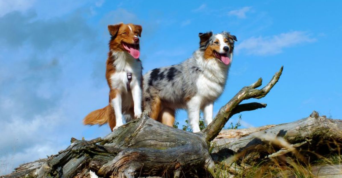 23 Dog Breeds Known for Being Great Companions on Outdoor Adventures