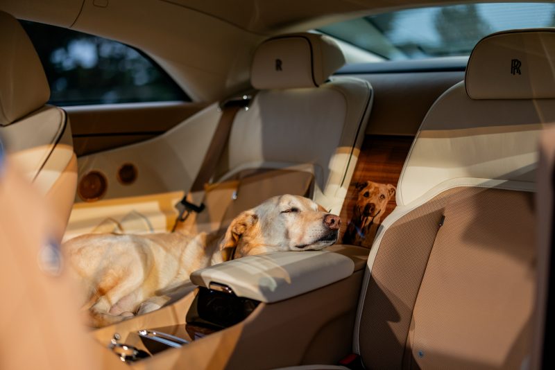 Spectre Bailey: Bespoke Rolls-Royce Tribute to a Dog