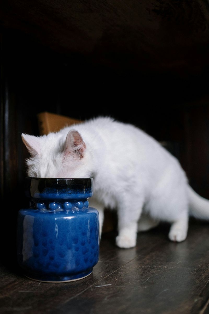 Pet Experts Explain 8 Reasons Why Cats Knock Things Off Tables