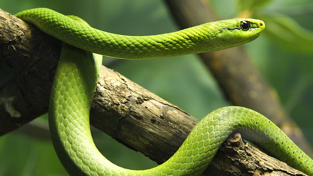 Cheeky snake plays dead during dinner time