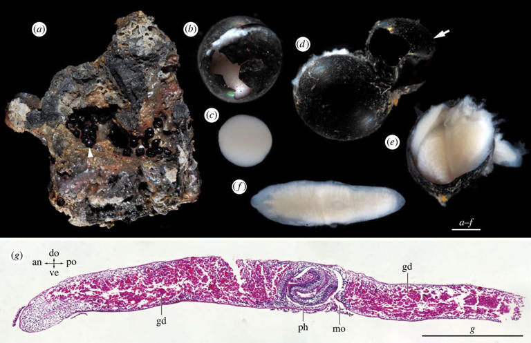 4 Black Eggs Surfaced From the Dark Heart of the Ocean—With Alien ...