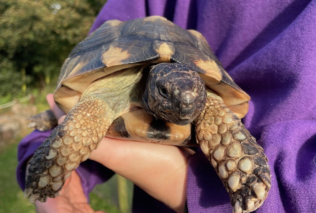 ‘Miracle’ tortoise survives being put out with recycling and returns home