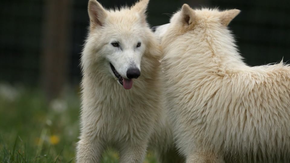 Dire wolves born out of de-extinction effort turn 1