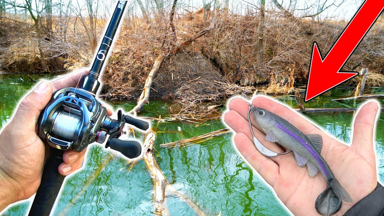 A giant fish crushed my swimbait in this pond