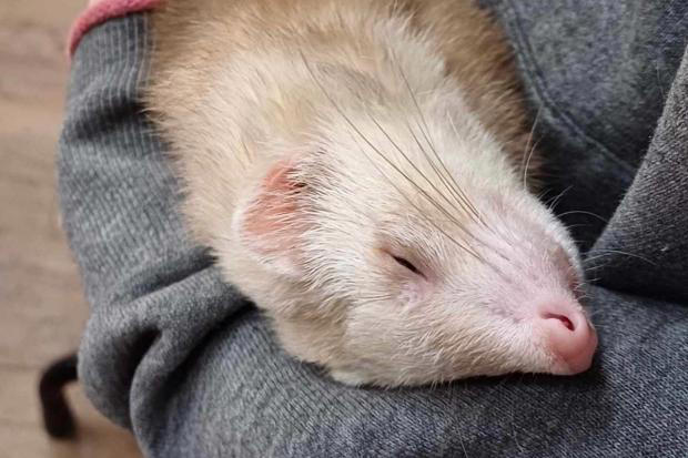 Return of 'ultimate ferret jamboree' with ferret racing and fancy dress ...