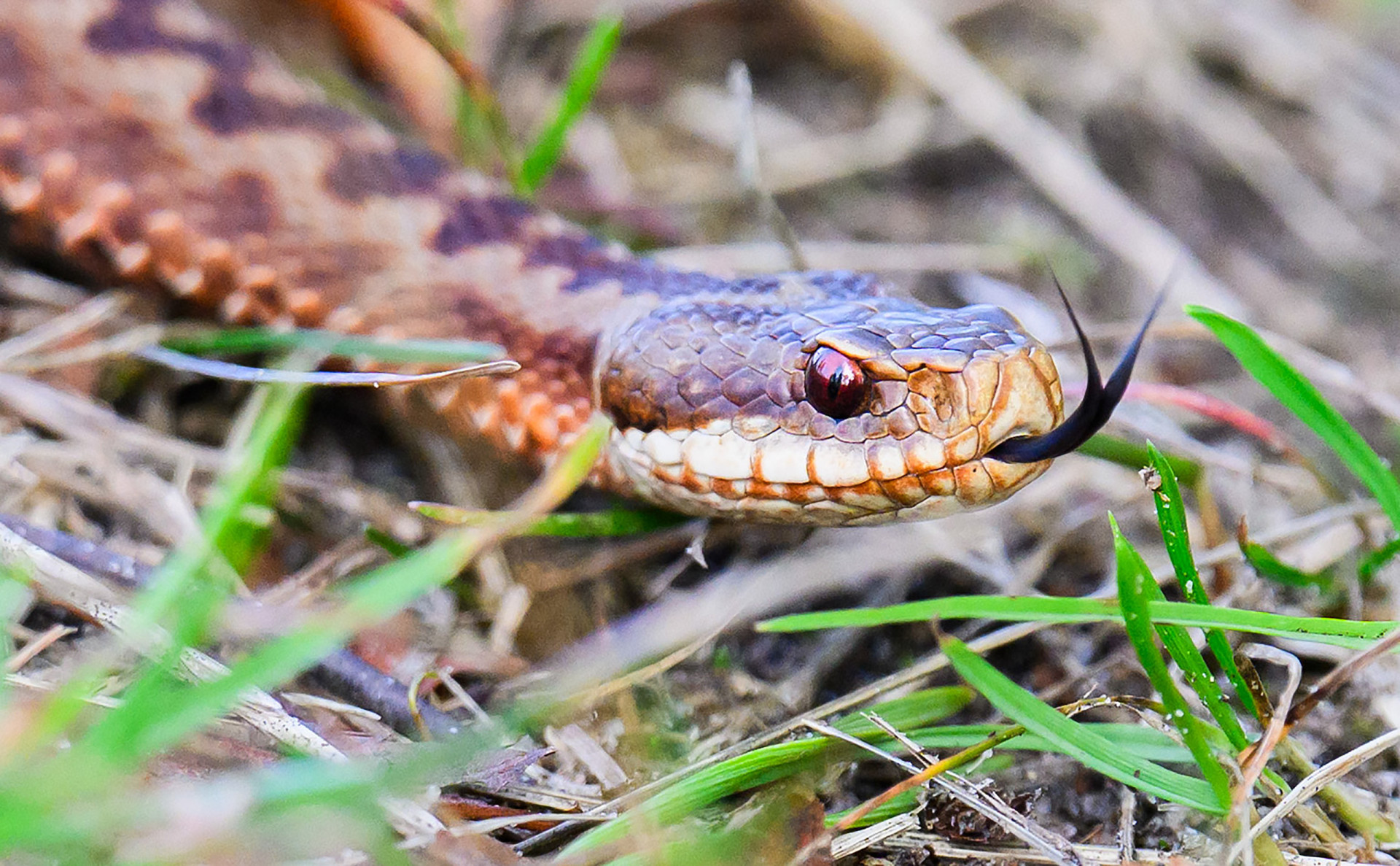These animals are associated with the devil