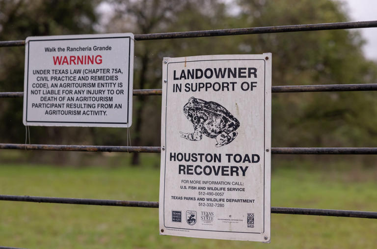 Inside the audacious mission to bring a rare toad back from the brink