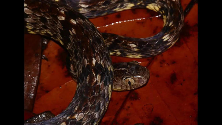 10 smallest snakes in the world: Tiny reptiles that resemble worms