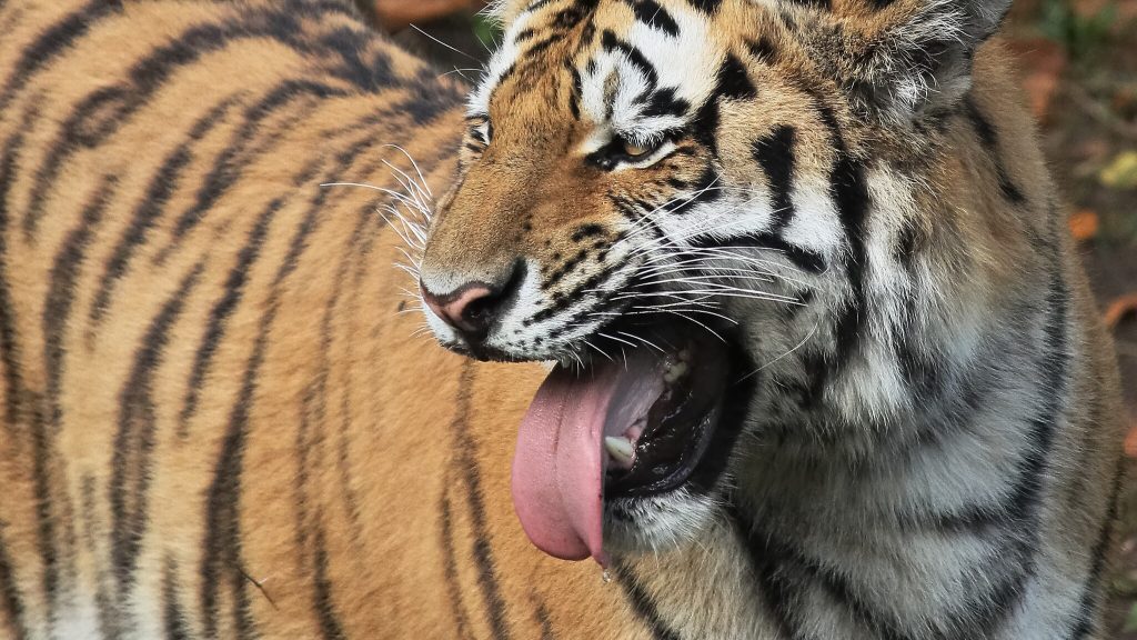 Why your cat makes strange faces, according to science