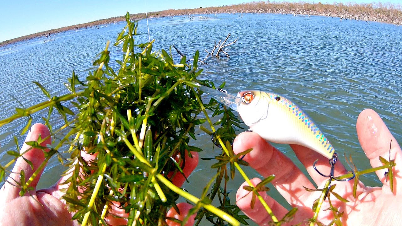 Ripping cranks through thick grass for giant bass