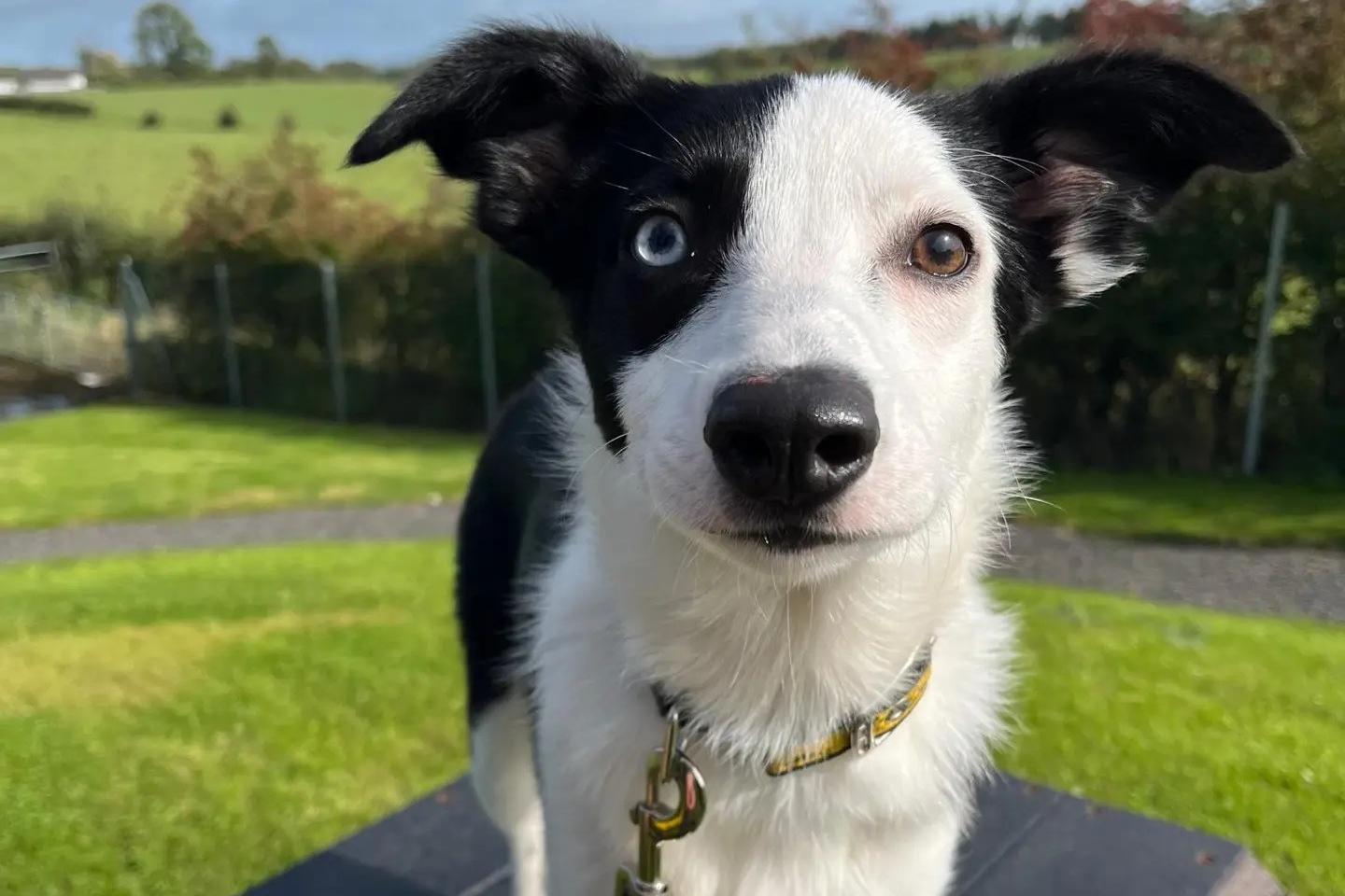 Dogs Trust: Collie pup Han and Miley the one-year-old Terrier cross ...