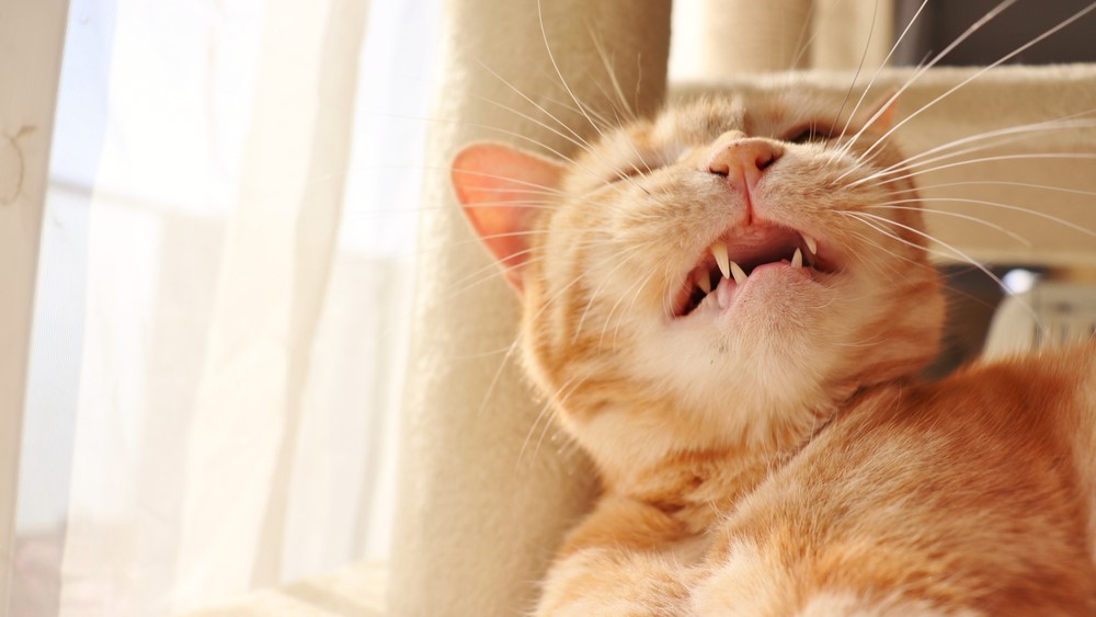 Why your cat makes strange faces, according to science