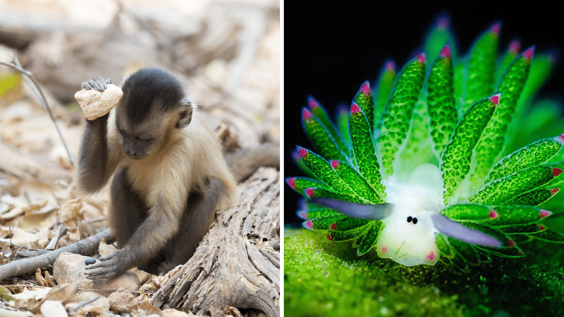 Strange and unsettling facts about nature