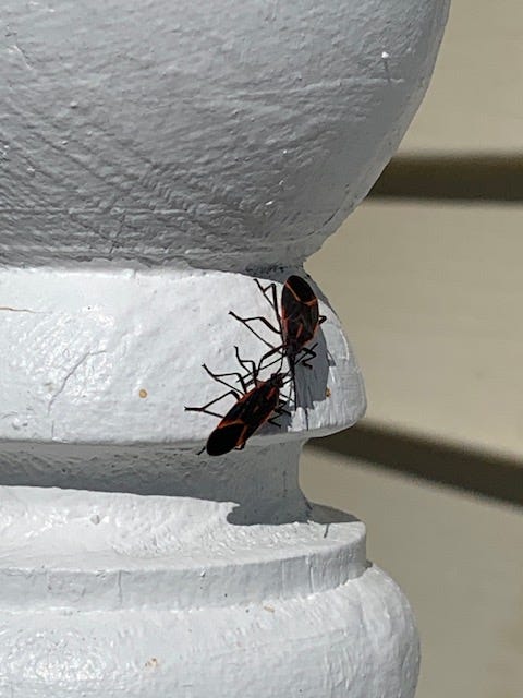 Creepy clusters of black-and-red bugs on your home? What to know about ...