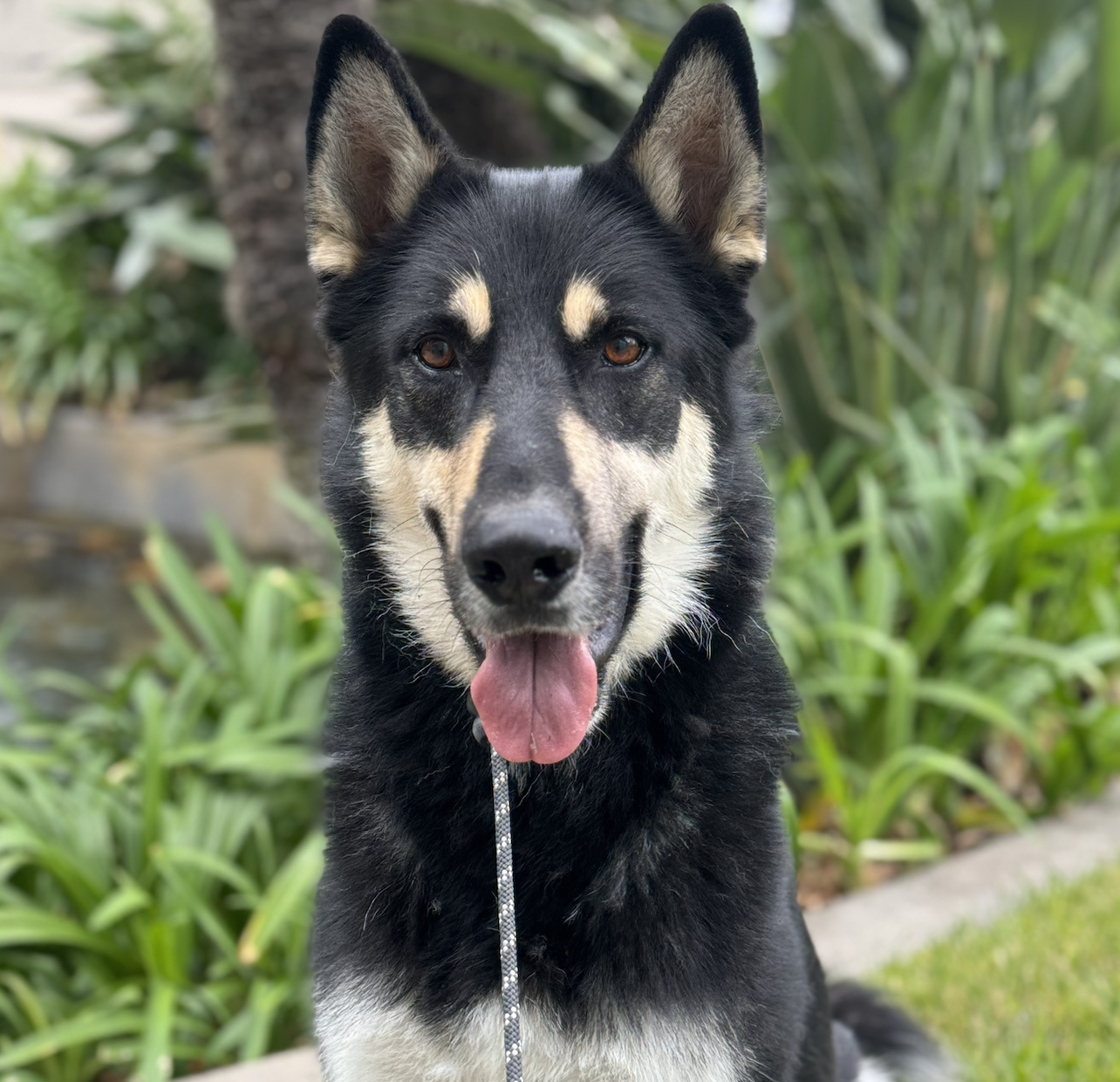 Forever Friday: Blaze Needs a Foster or Adopter ASAP