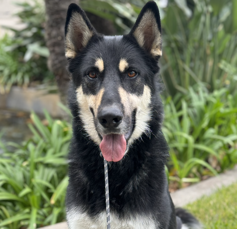 Forever Friday: Blaze Needs a Foster or Adopter ASAP