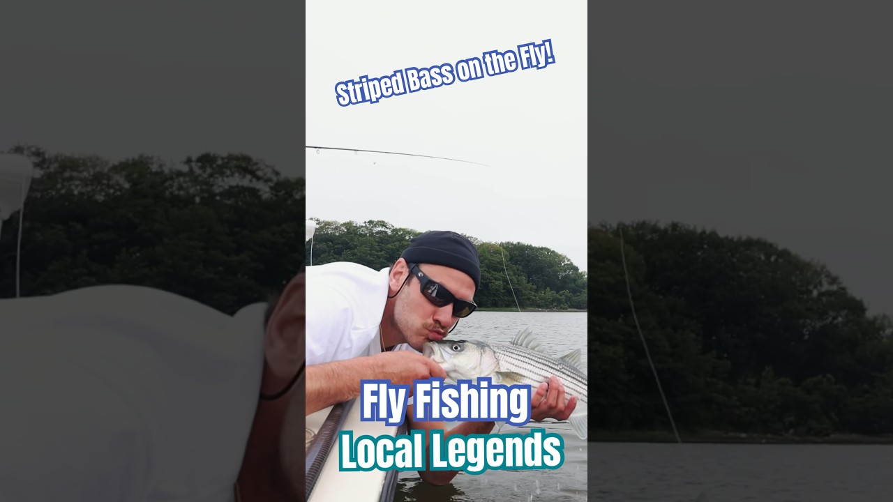 Experience fly fishing striped bass with expert techniques in Maine