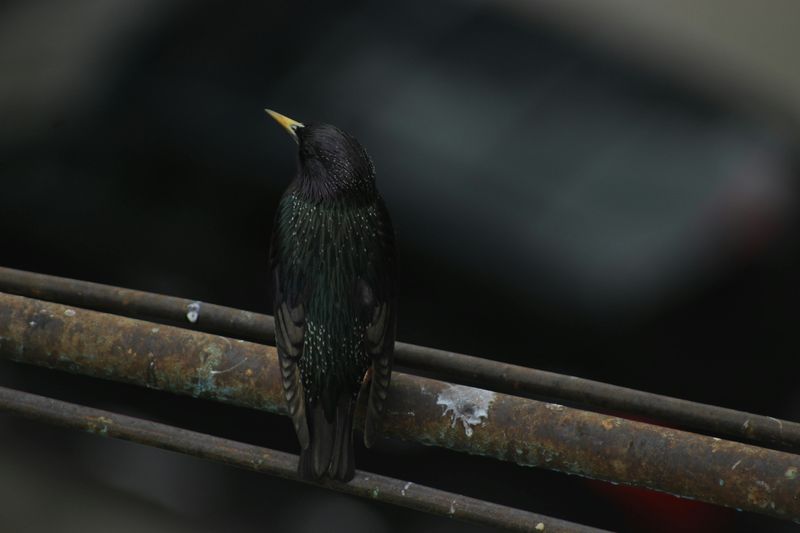 13 Invasive Bird Species Spreading Across The Americas