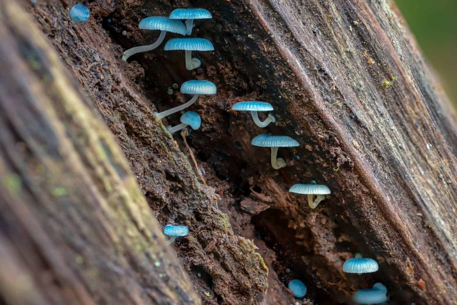 19 Mushrooms that Grow on Trees