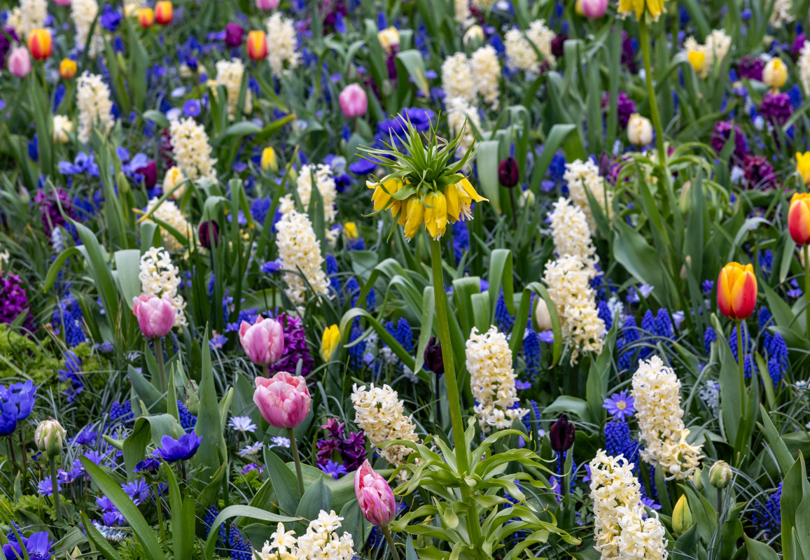 Lasagna Planting Is a Great Way to Showcase Your Spring Bulbs. Here's ...