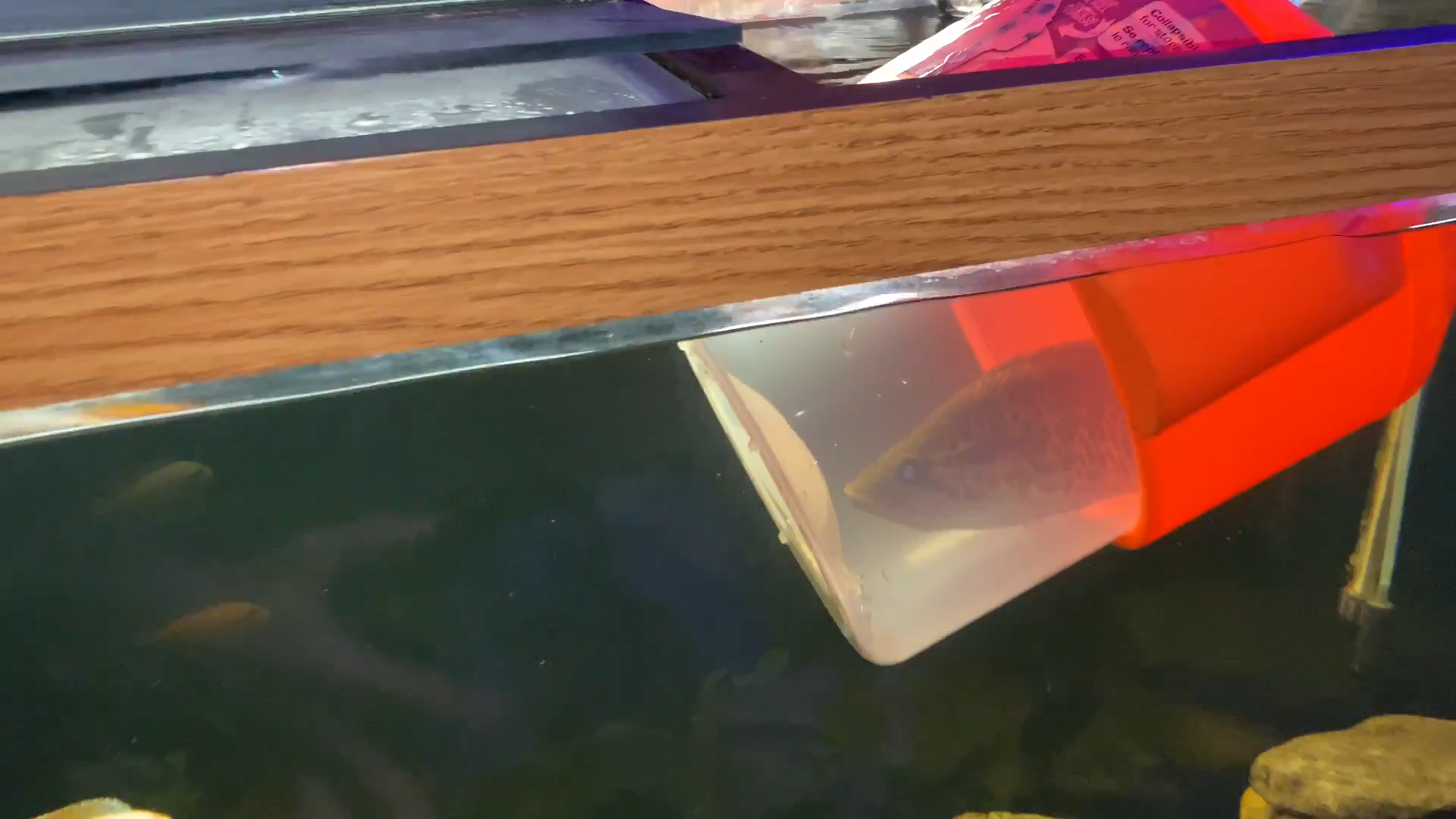 How One Man’s Trap Caught a Huge Aquarium Fish