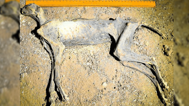 Perfectly Mummified Cheetahs Are The First Naturally Mummified Big Cats ...