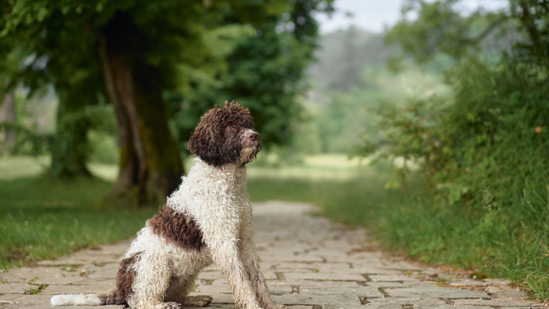 10 Of The Fastest-Growing Dog Breeds In Canada You’ve Probably Never ...