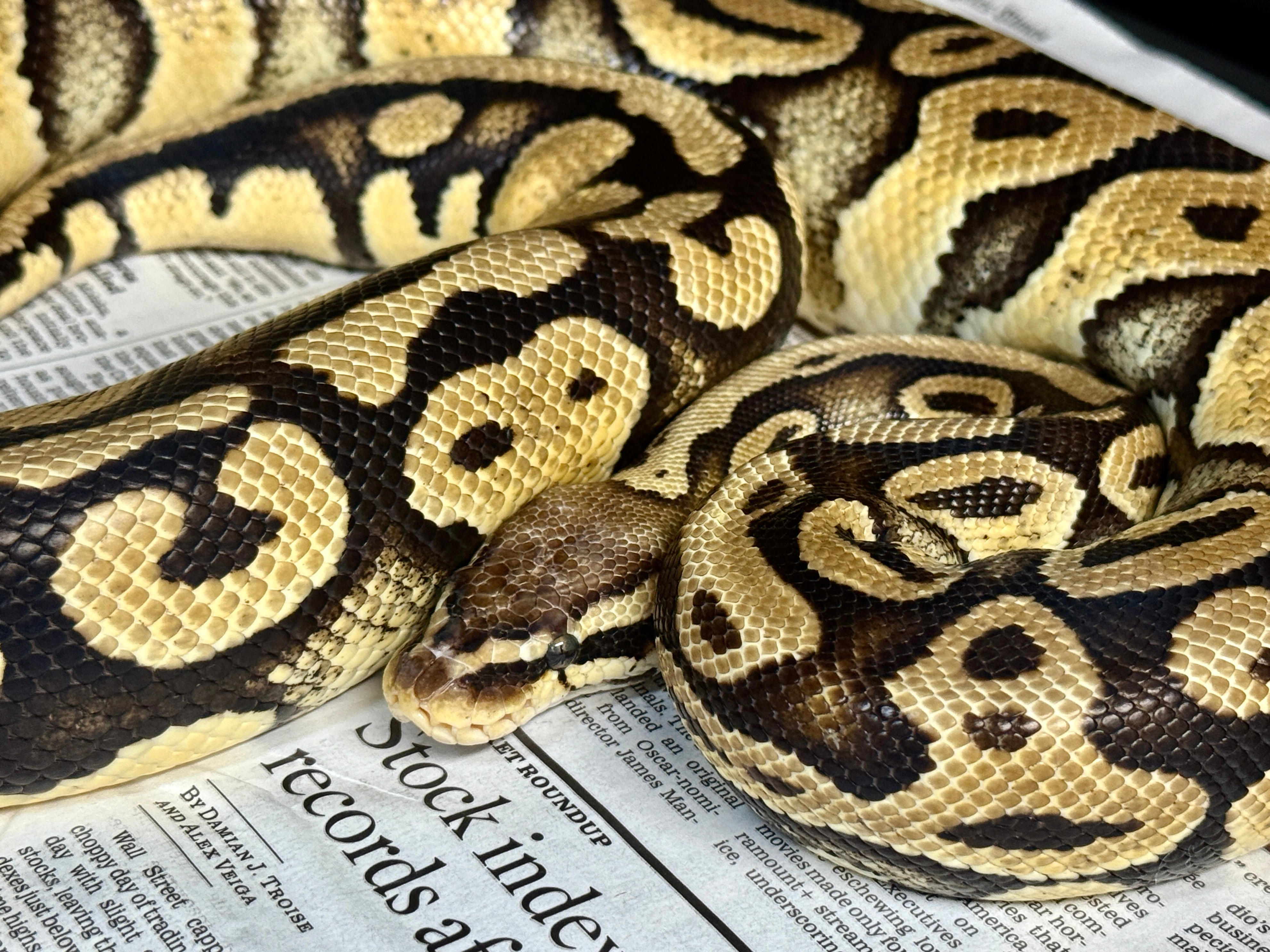 Slither over Florida. California python escapes, heads to burger joint ...