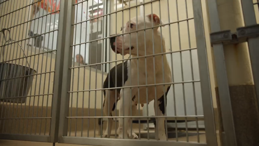 DeKalb and Fulton animal shelters searching for volunteers to rescue ...