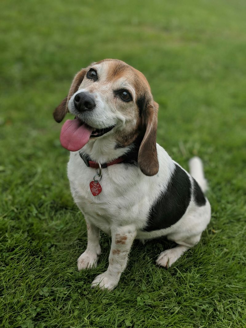 24 Dog Breeds That Shine with Playful and Sociable Personalities