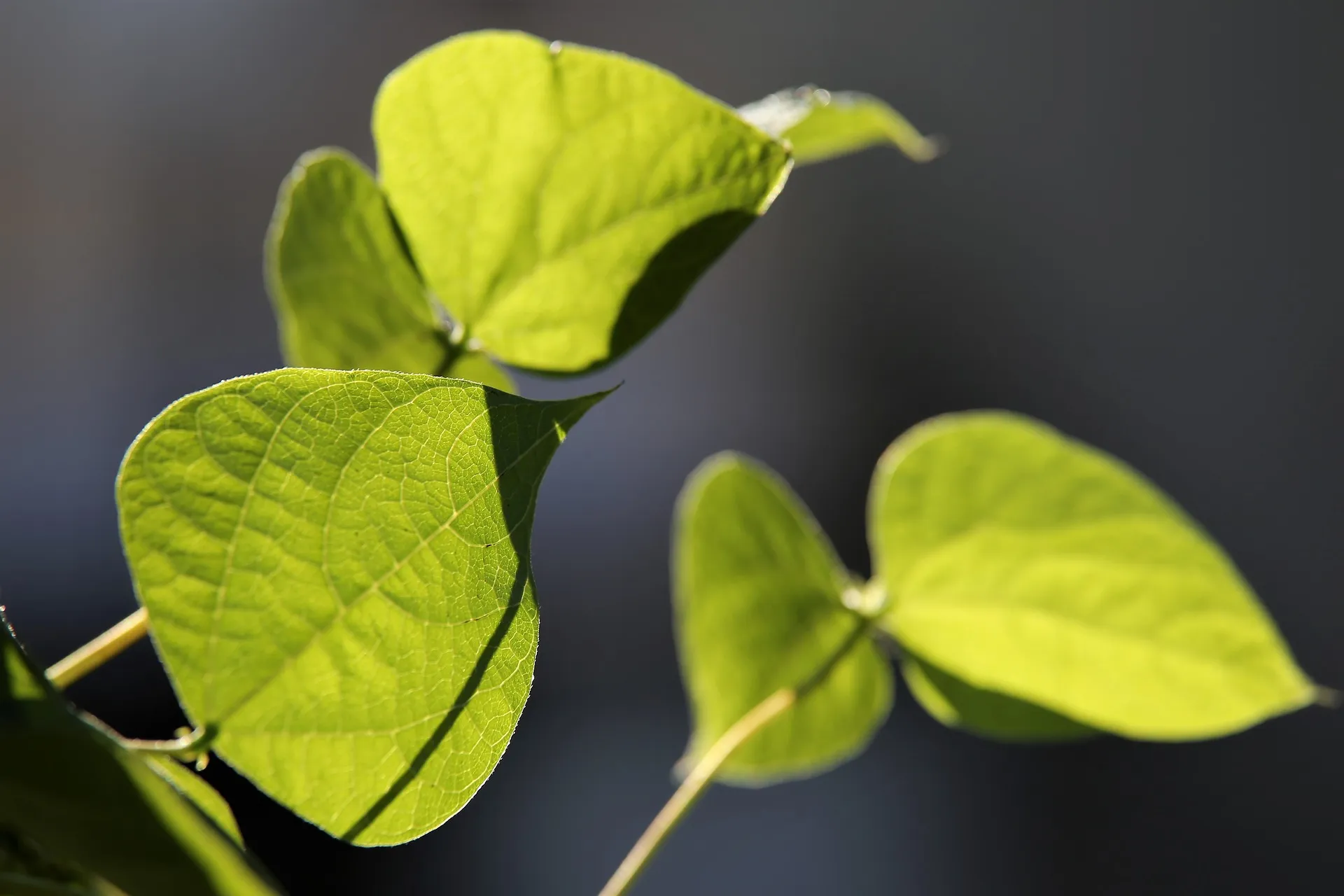 Le piante di fagioli fissano l’azoto grazie a batteri simbiotici