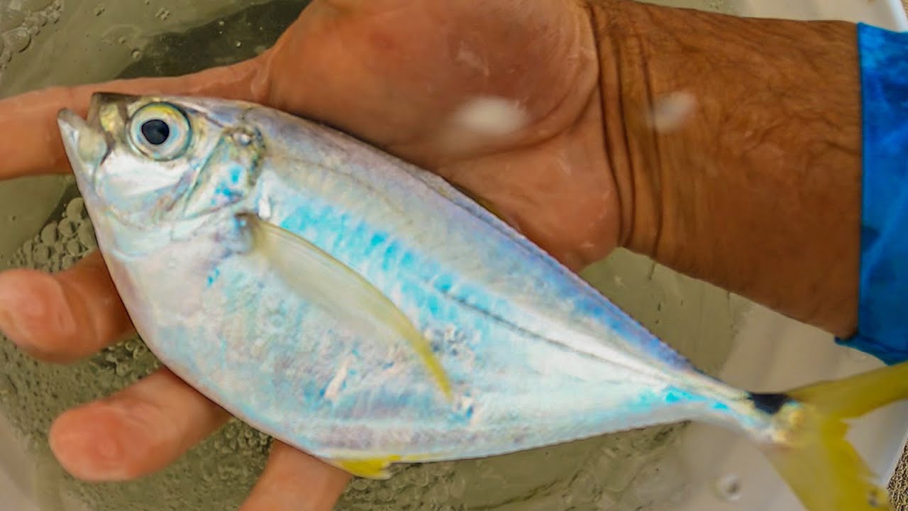This Is the Weirdest Fishing Bait You’ve Probably Never Tried