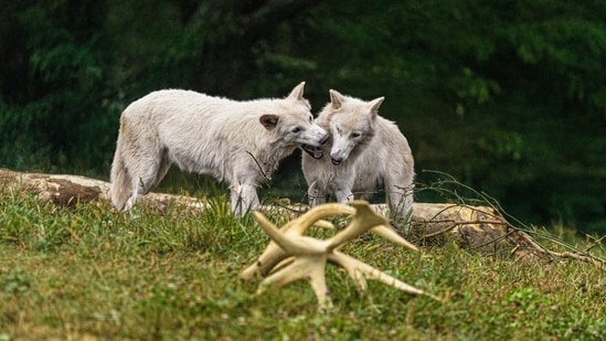 Dire wolves Remus and Romulus turn 1: Here’s how the genetically ...