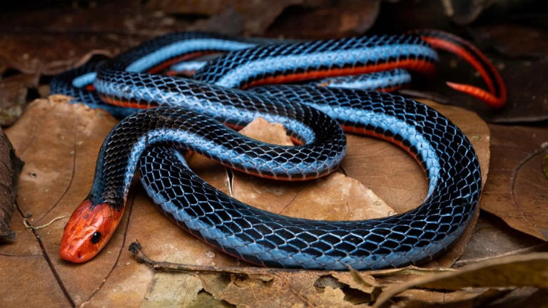List of Top 9 Colorful Snakes in the World: Ranked