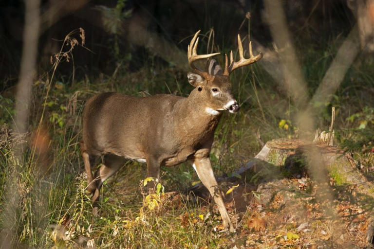 White-tailed deer tests positive for rabies in Columbia County