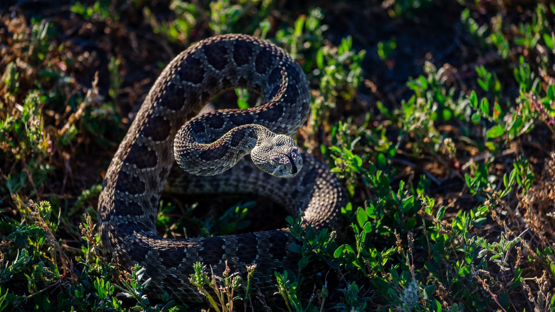 8 Of The Most Venomous Snakes In North America And Which Ones Could Be ...
